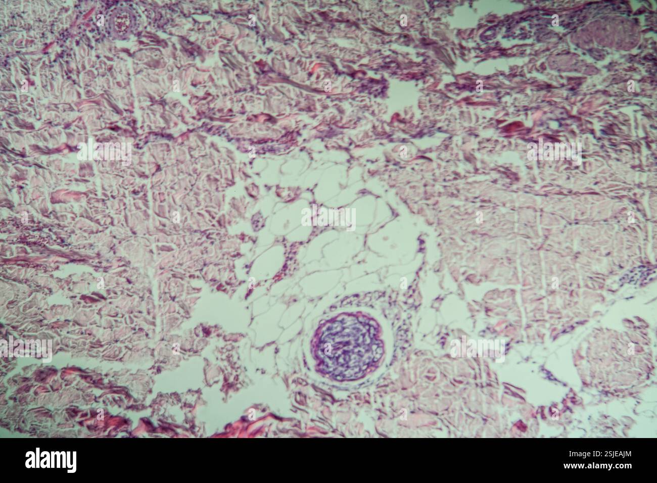 Fabric 100x hi-res stock photography and images - Alamy