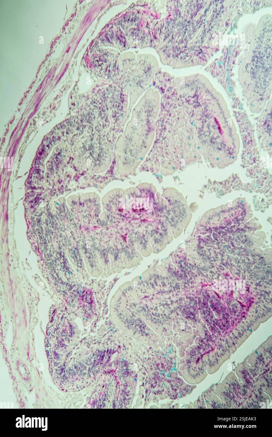 Intestine transverse tissue under the microscope 100x Stock Photo - Alamy