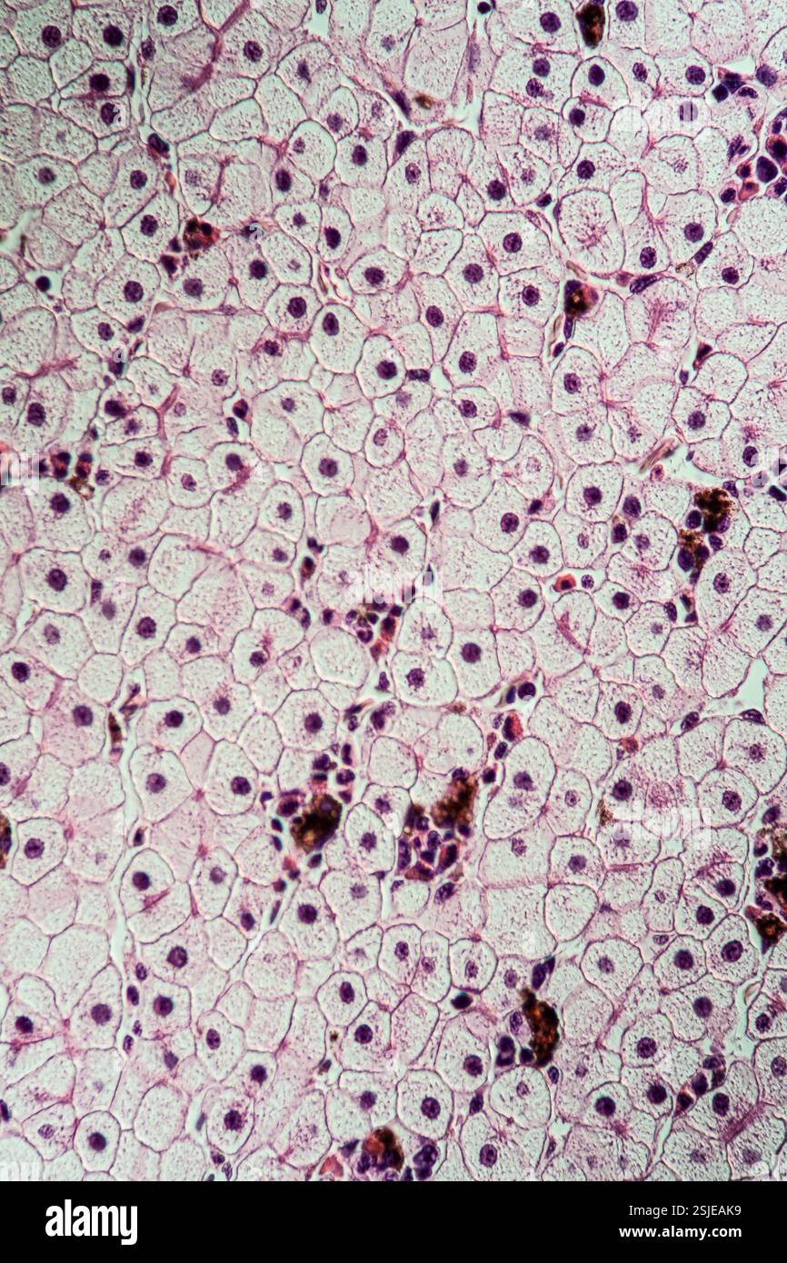 Axolotl liver cells under the microscope 200x Stock Photo - Alamy