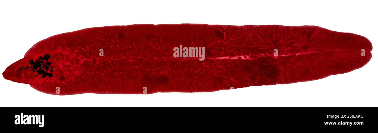 Parasites microscope hi-res stock photography and images - Alamy