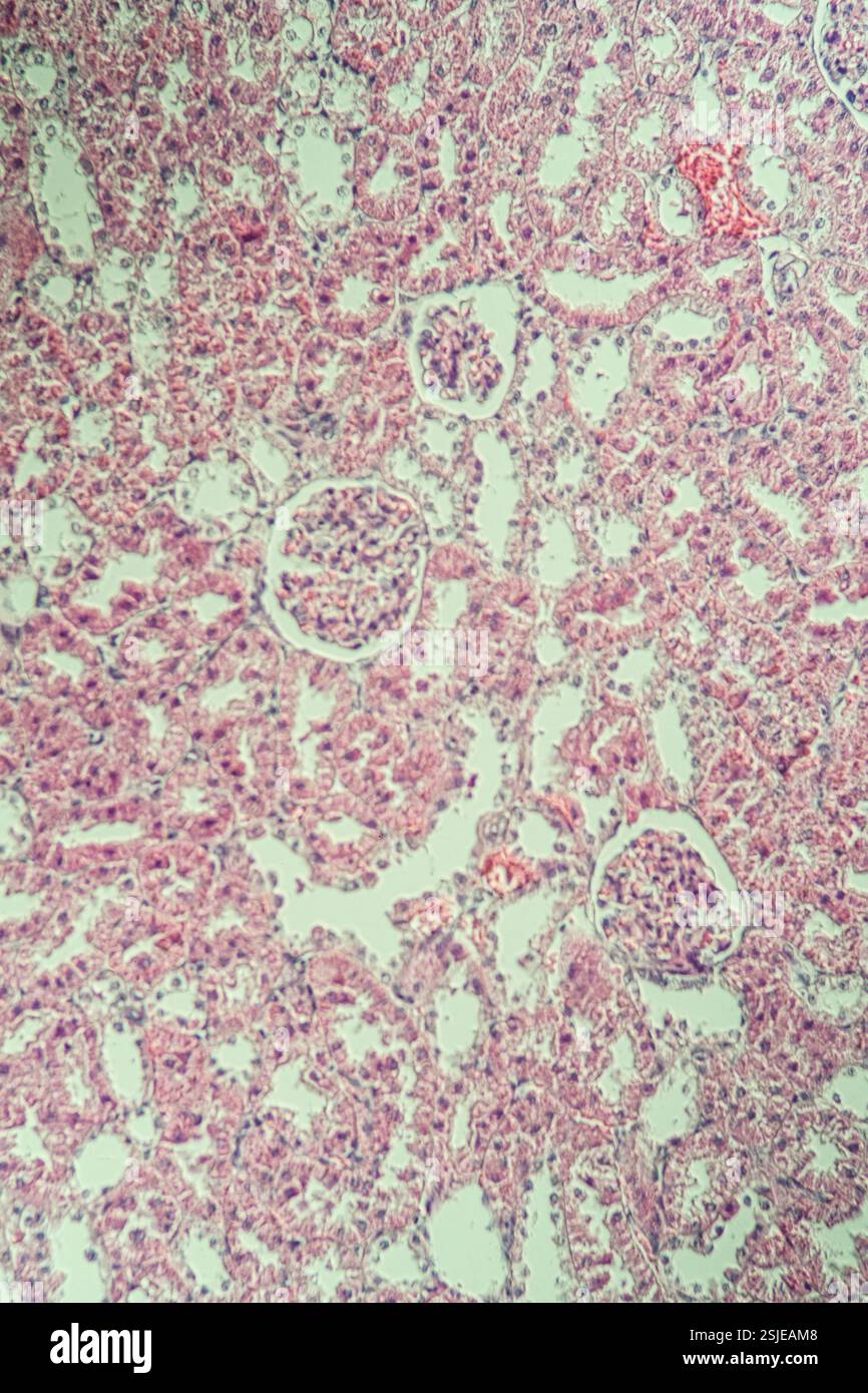 Renal cortex histology hi-res stock photography and images - Alamy
