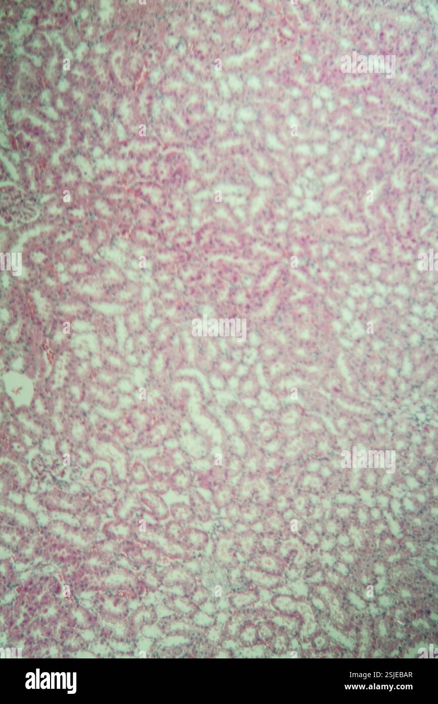 Renal cortex under the microscope 100x Stock Photo - Alamy