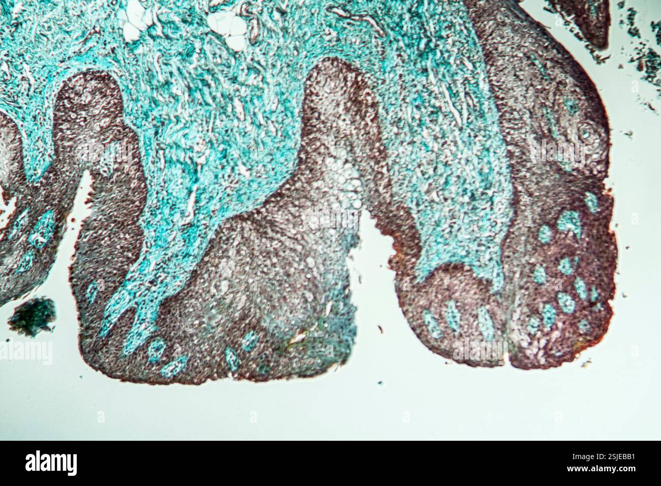 Taste buds Tissue t.s. 100x Stock Photo - Alamy