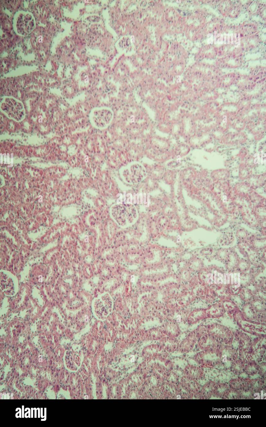 Renal cortex under the microscope 100x Stock Photo - Alamy