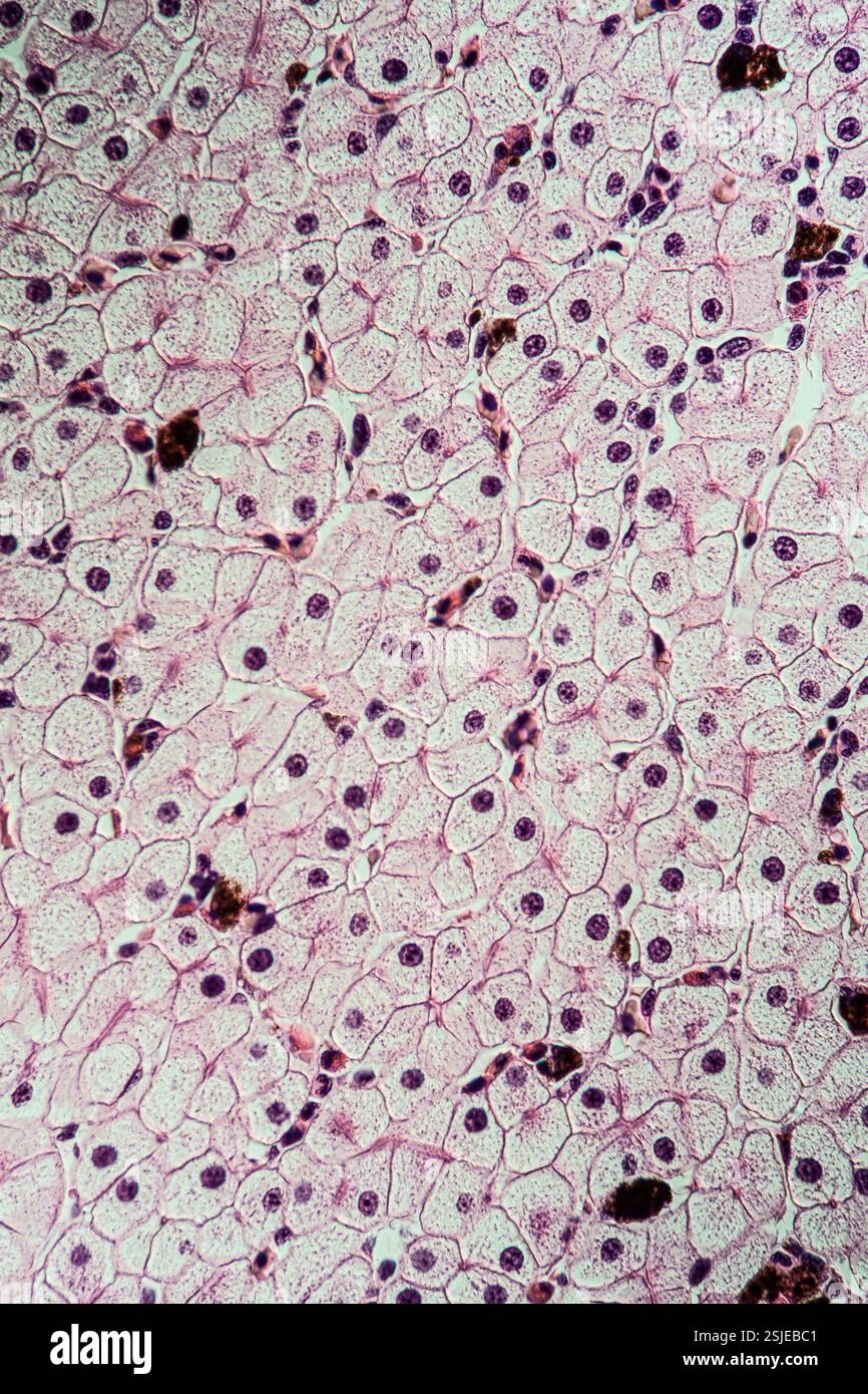 Axolotl liver cells under the microscope 200x Stock Photo - Alamy