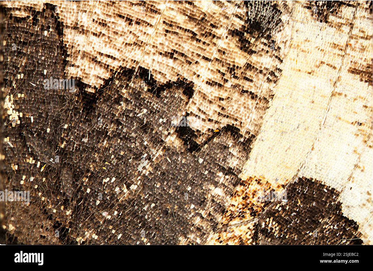 Small fox, underside of wing with scales Stock Photo - Alamy