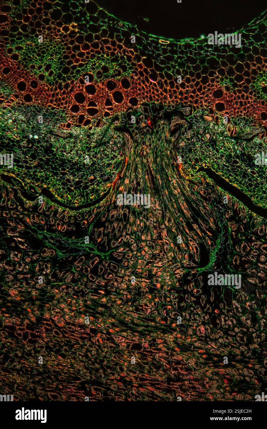 Devil's twine cross-section 100x Stock Photo - Alamy