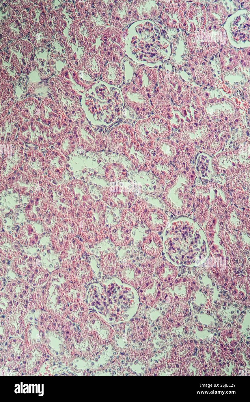 Renal cortex under the microscope 200x Stock Photo - Alamy