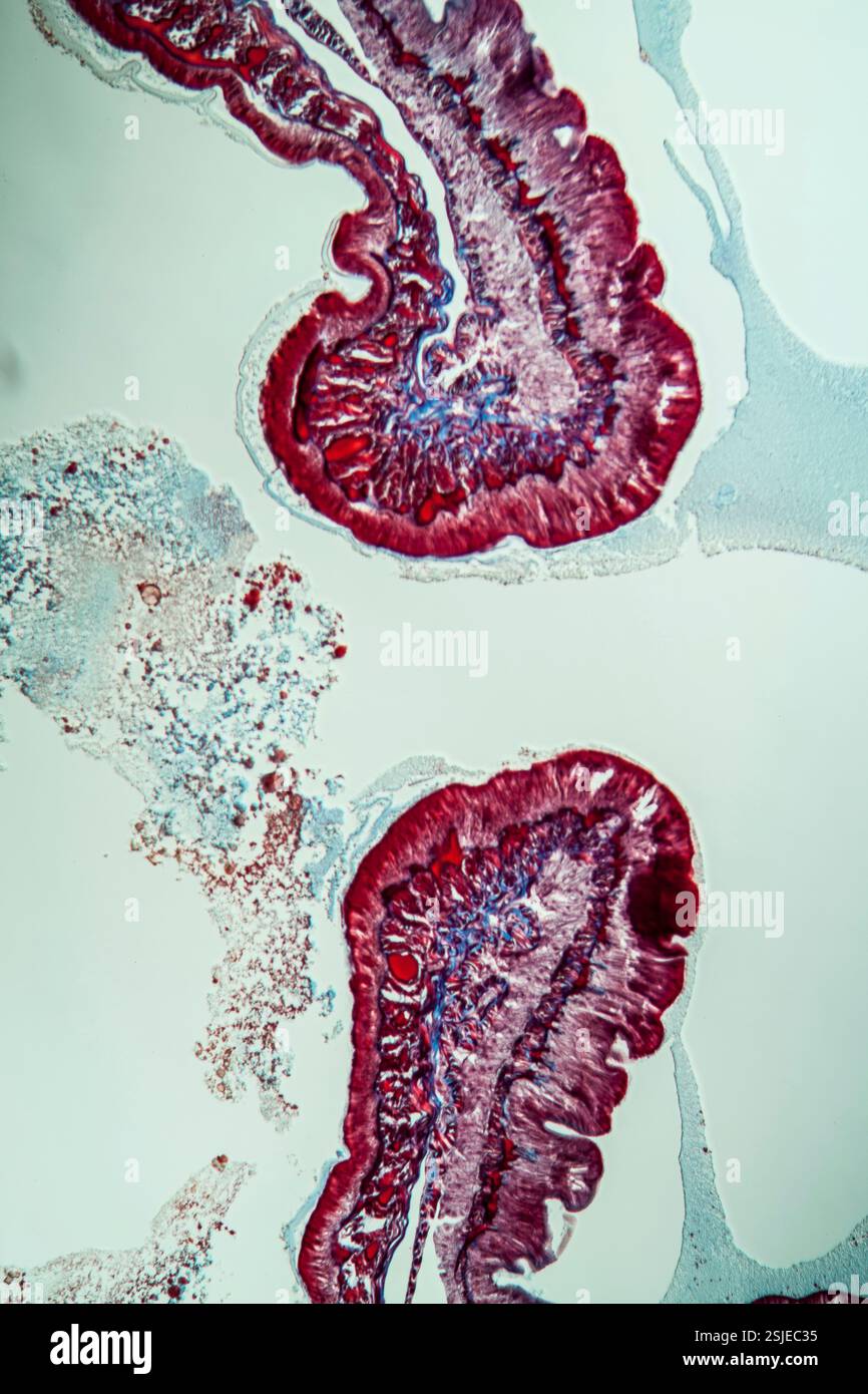 Earthworm animal with gizzard t.s. 100x Stock Photo - Alamy