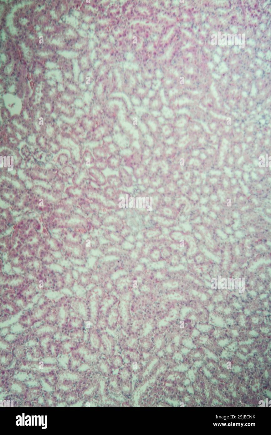Renal cortex under the microscope 100x Stock Photo - Alamy