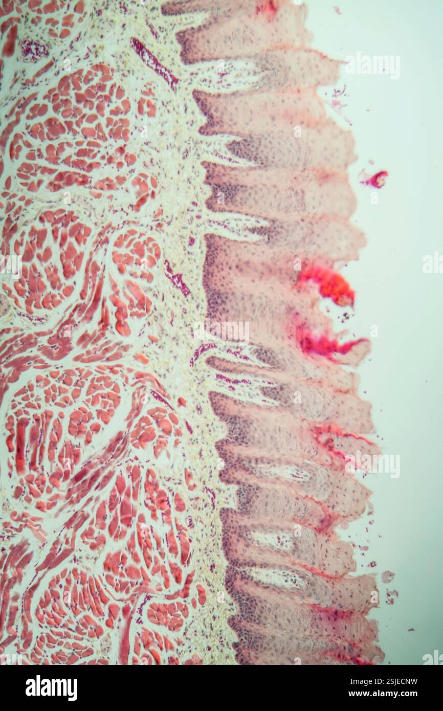 Taste bud microscope hi-res stock photography and images - Alamy
