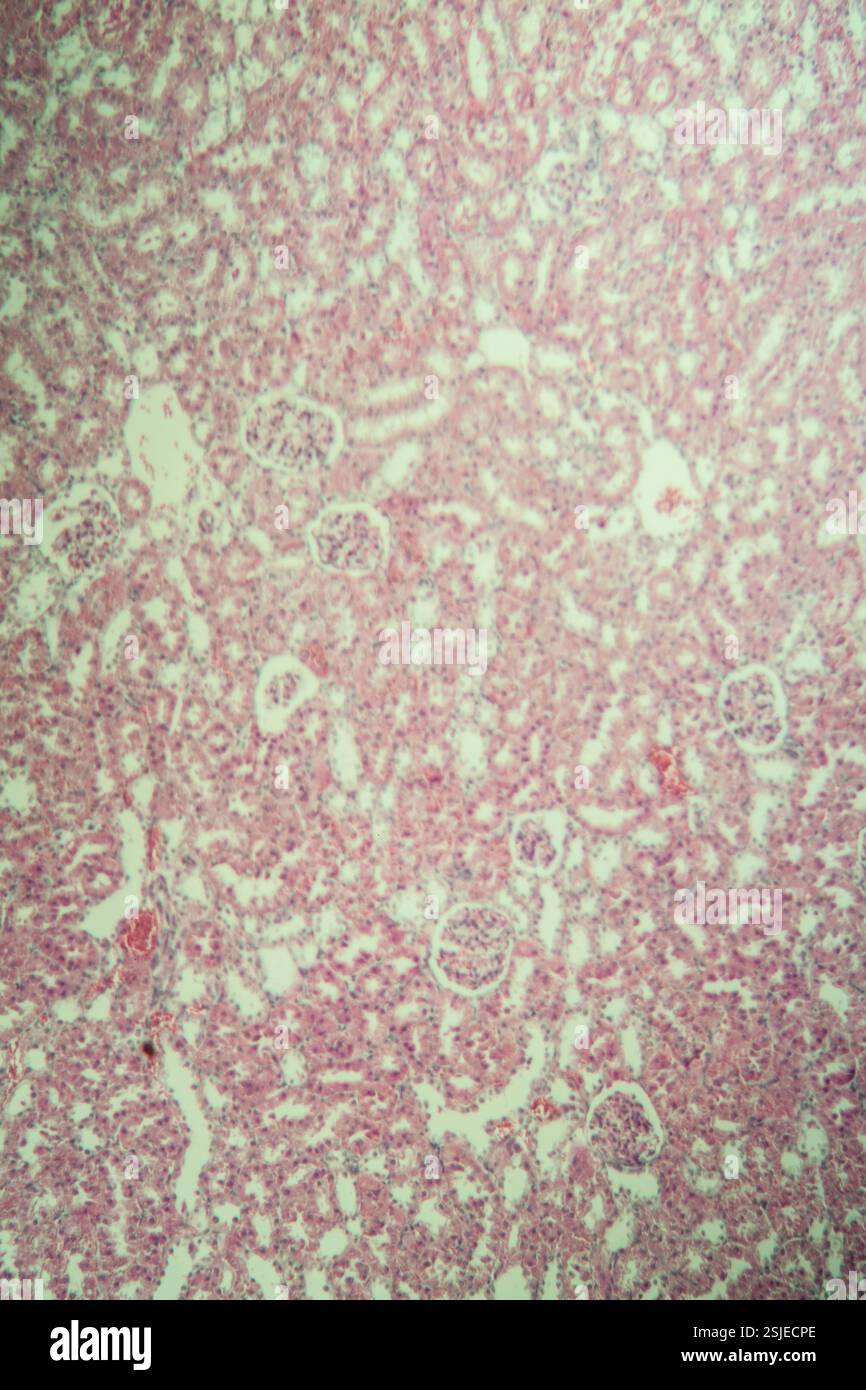 Renal cortex under the microscope 100x Stock Photo - Alamy