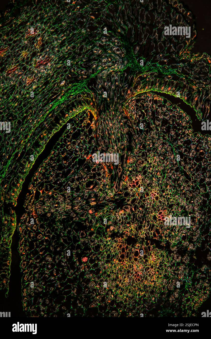 Devil's twine cross-section 100x Stock Photo - Alamy