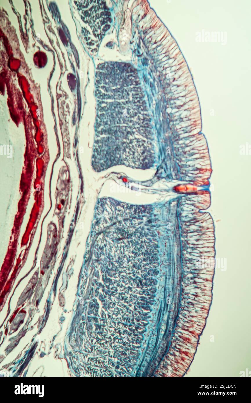 Earthworm cross-section 10th segment 100x Stock Photo - Alamy