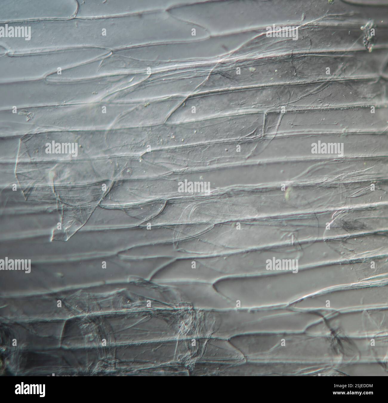 Onion cells hi-res stock photography and images - Alamy