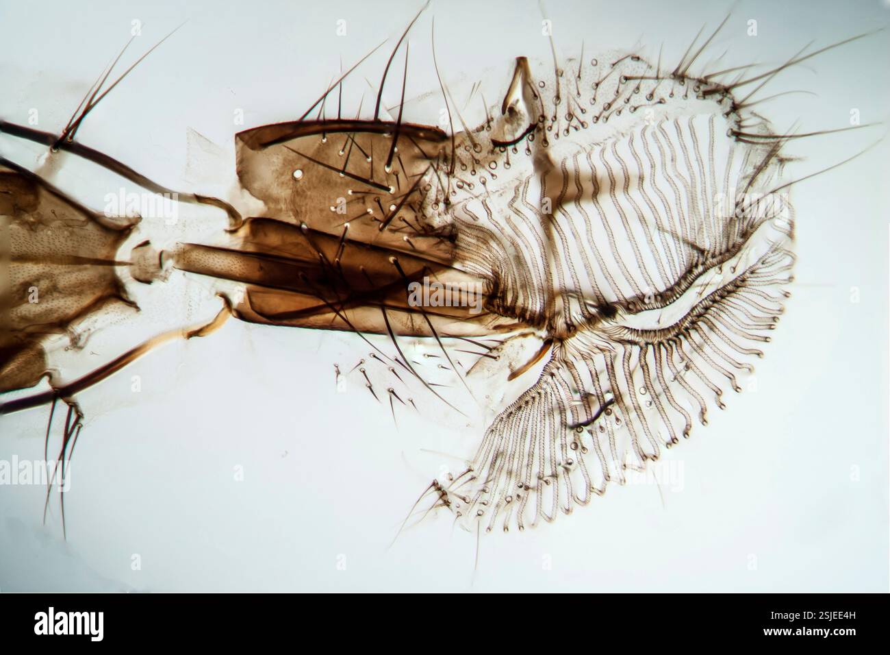 Mouth parts of the fly Stock Photo - Alamy