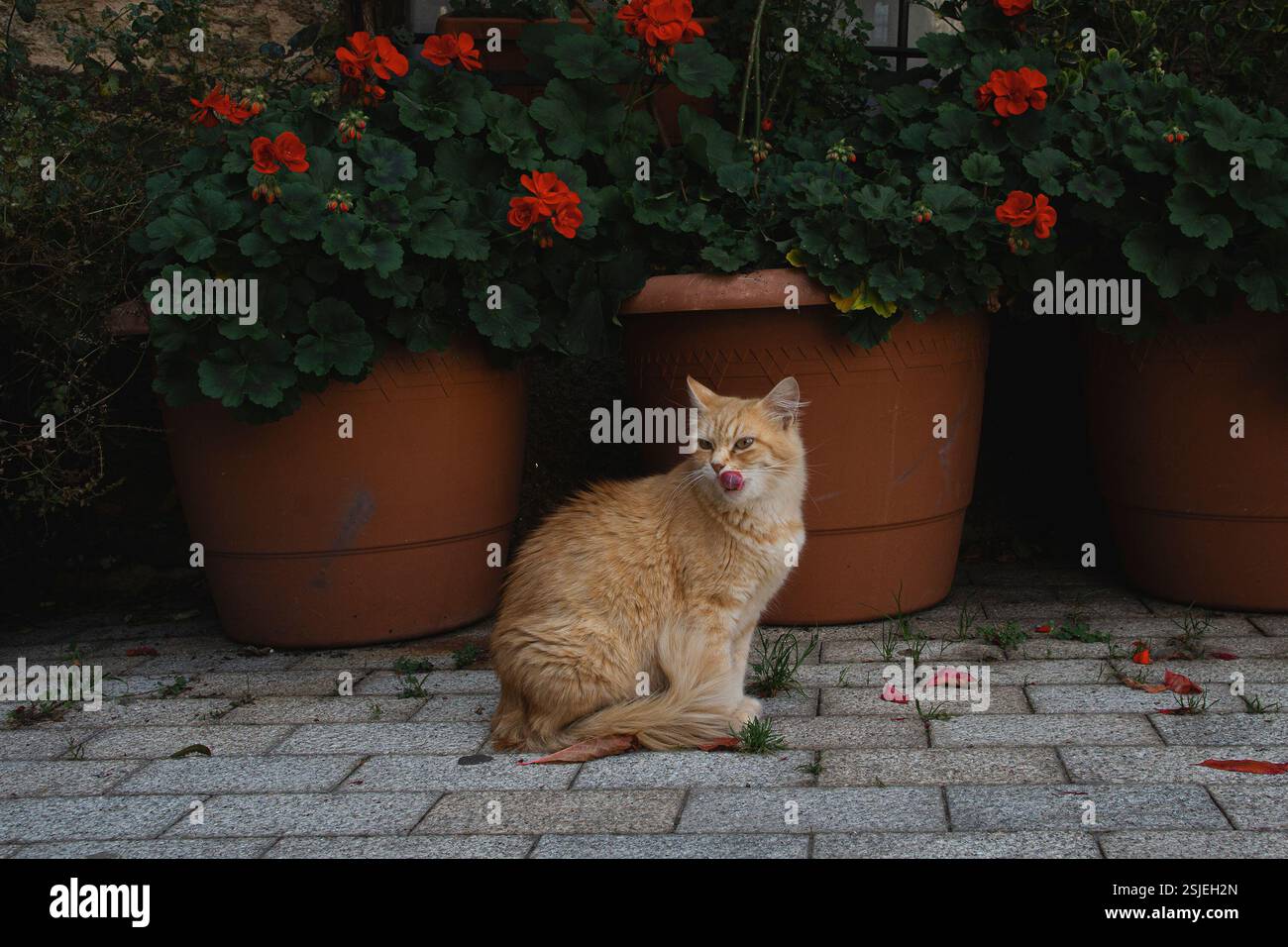 Gato cute hi-res stock photography and images - Alamy
