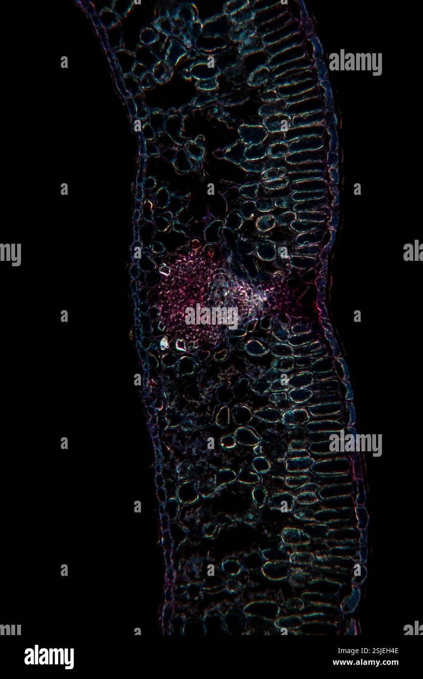 Moss leaves cross section 160x Stock Photo - Alamy