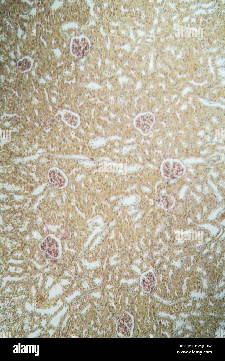 Renal cortex under the microscope 100x Stock Photo - Alamy