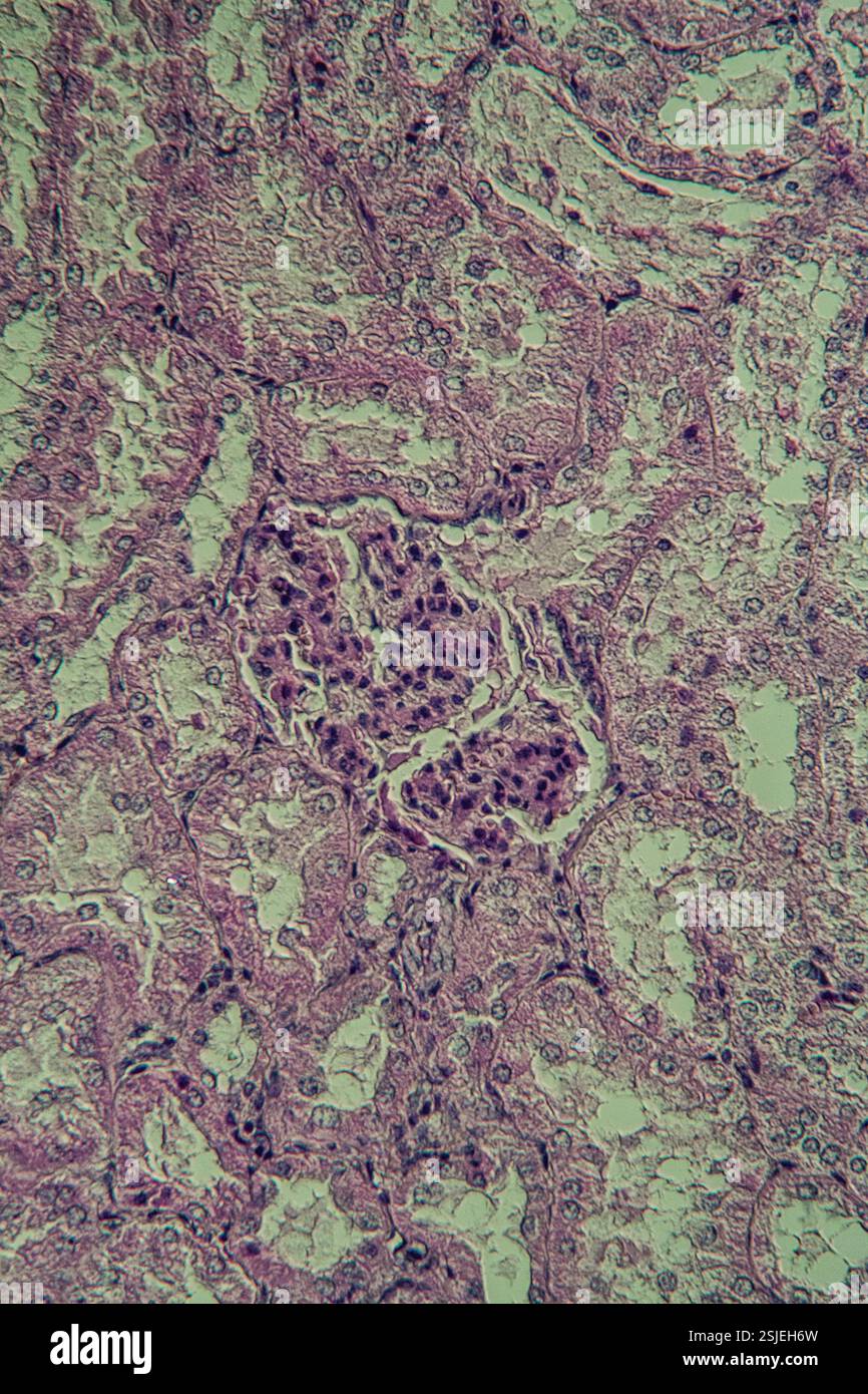 Cross section of the kidney under the microscope 200x Stock Photo - Alamy