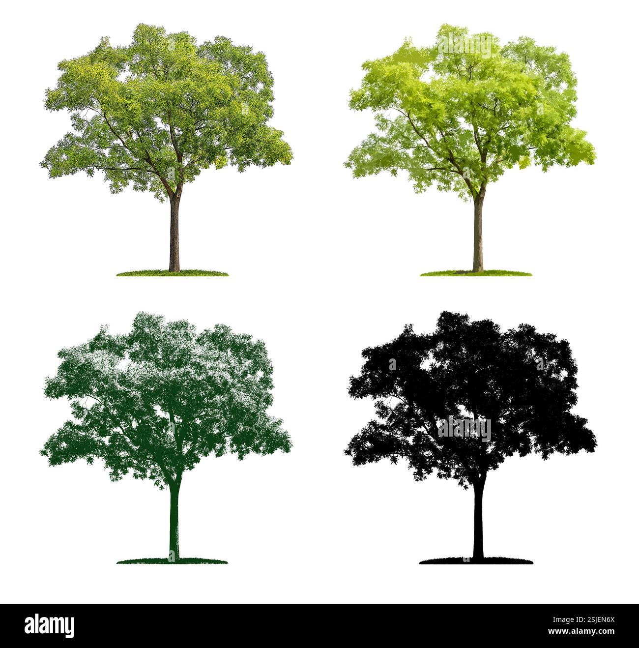 Tree in four different illustration techniques - String tree Stock ...