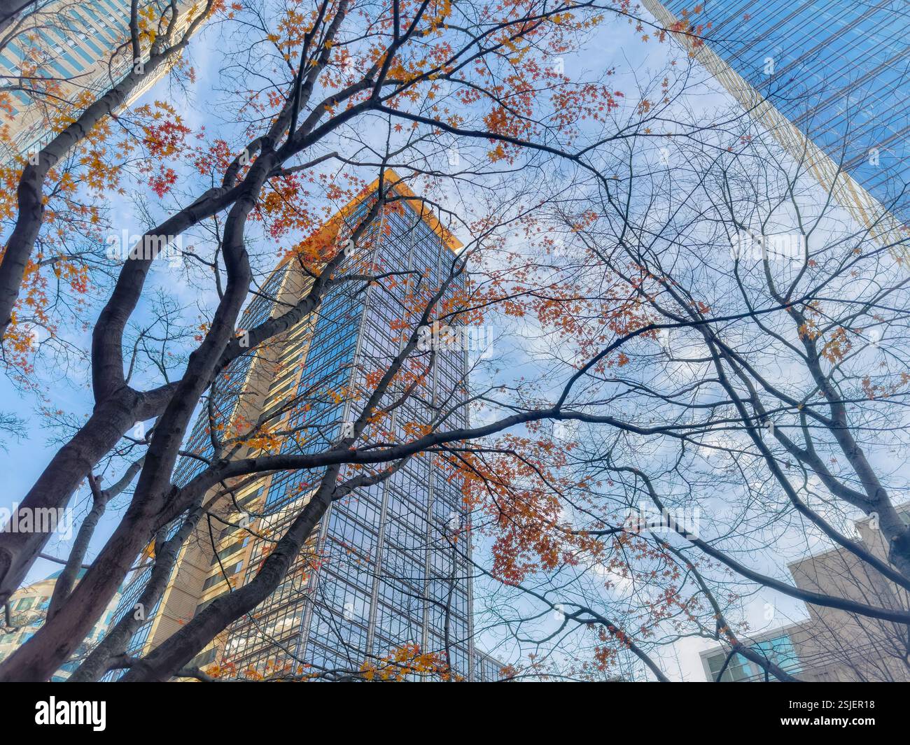 A low-angle shot captures a vibrant branch of golden autumn leaves ...