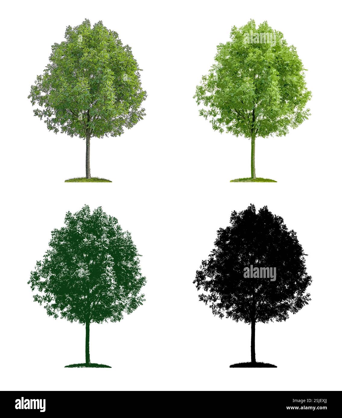 Deciduous tree in four different illustration techniques Stock Photo ...