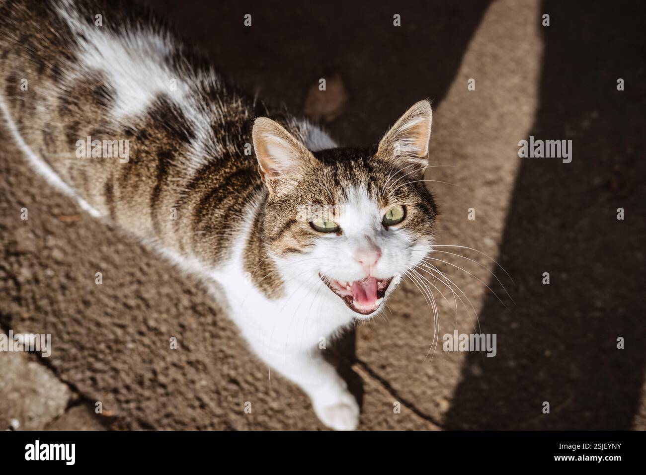 Catfeline hi-res stock photography and images - Alamy