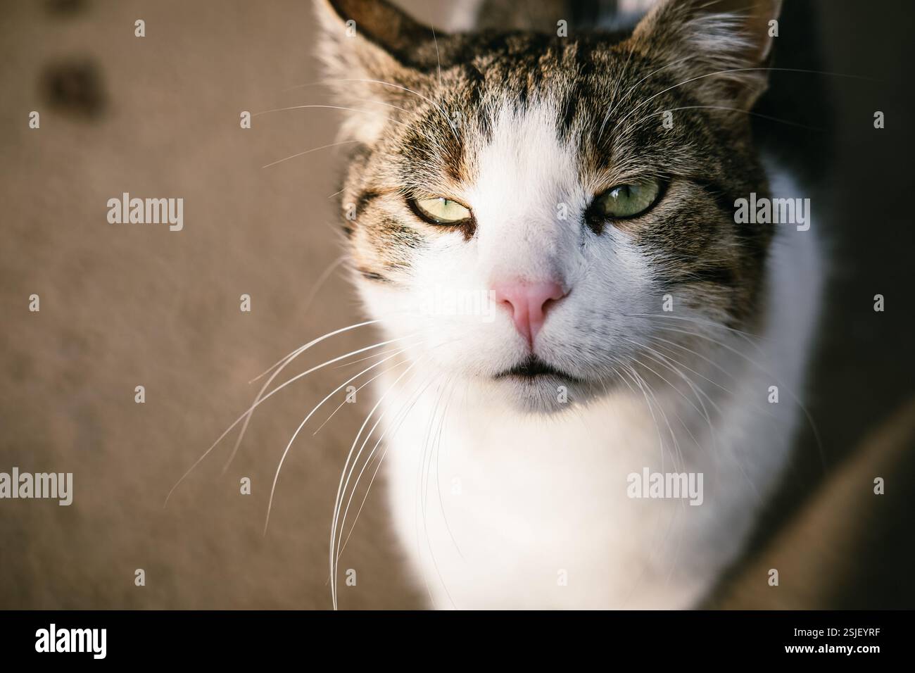 Independent cat hi-res stock photography and images - Alamy