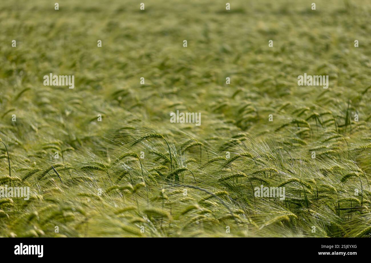 Grain field with green ears Stock Photo - Alamy