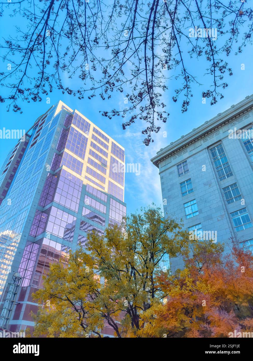 A low-angle shot captures a vibrant branch of golden autumn leaves ...