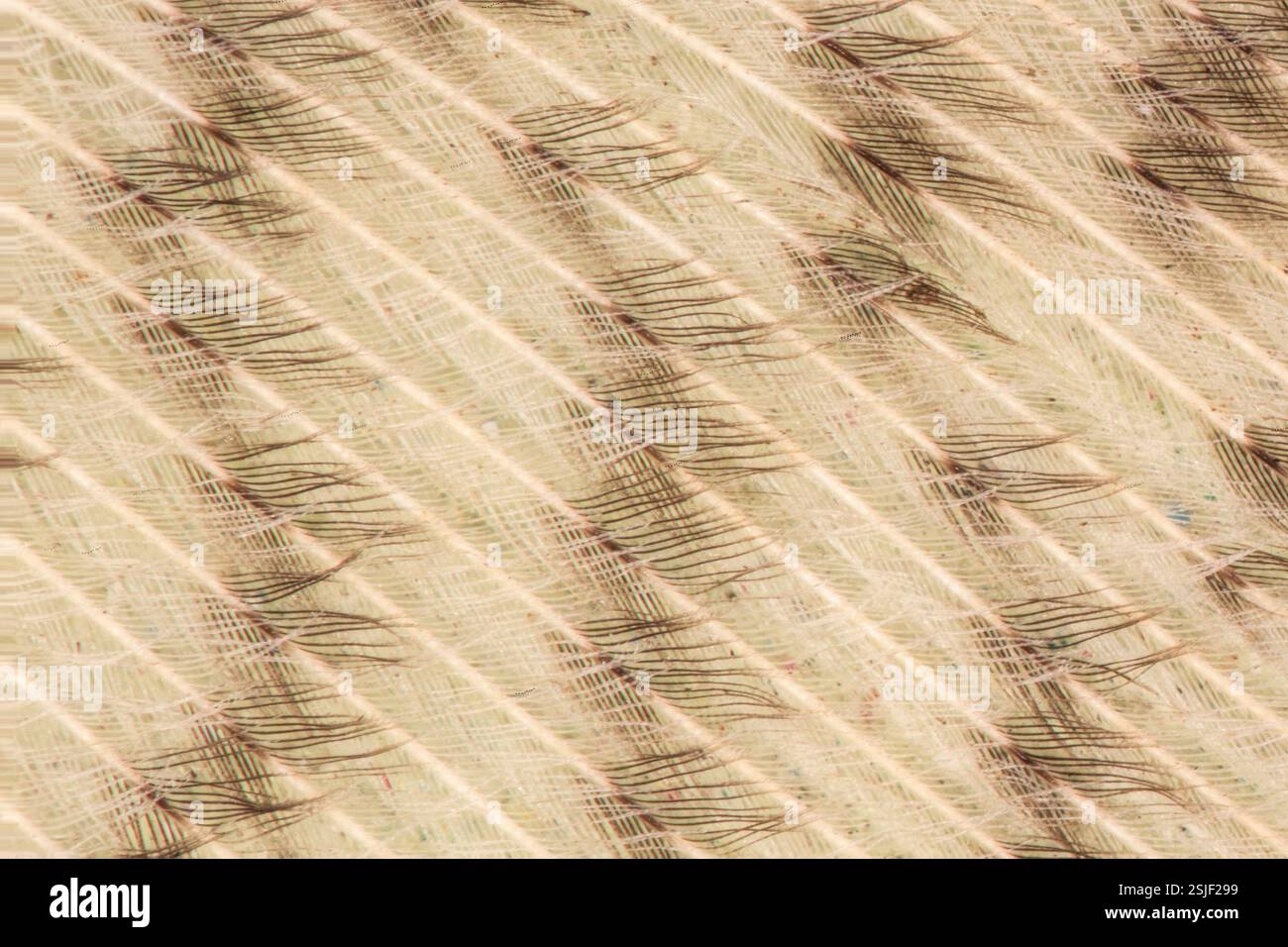 Structure of a fibre under microscope hi-res stock photography and ...