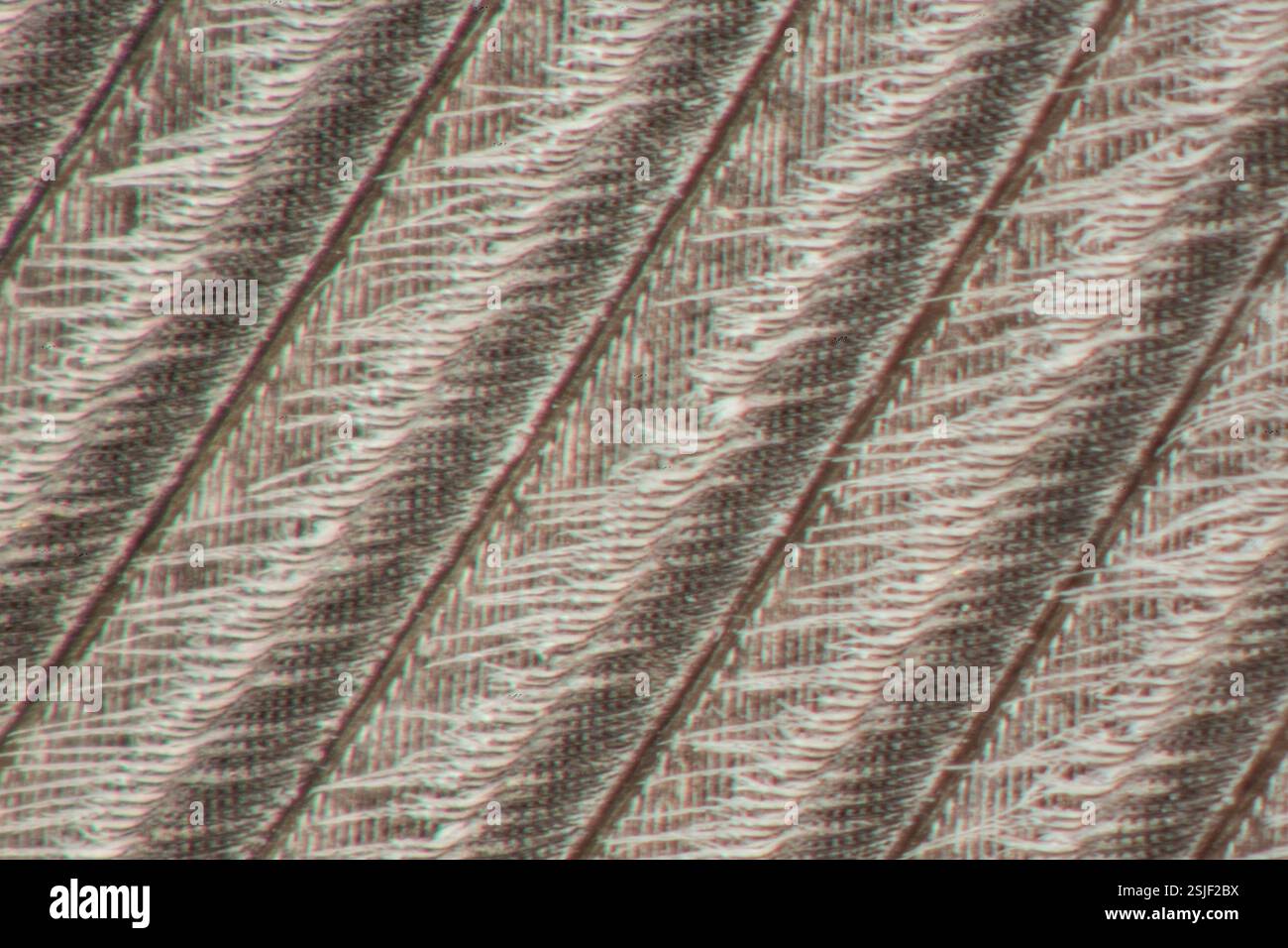 Structure of a fibre under microscope hi-res stock photography and ...