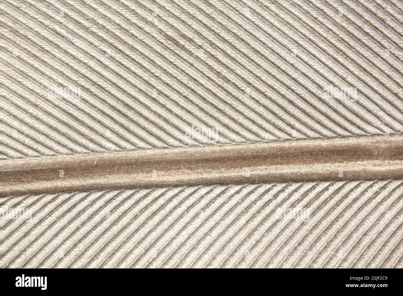 Feather of a goose under the microscope Stock Photo - Alamy