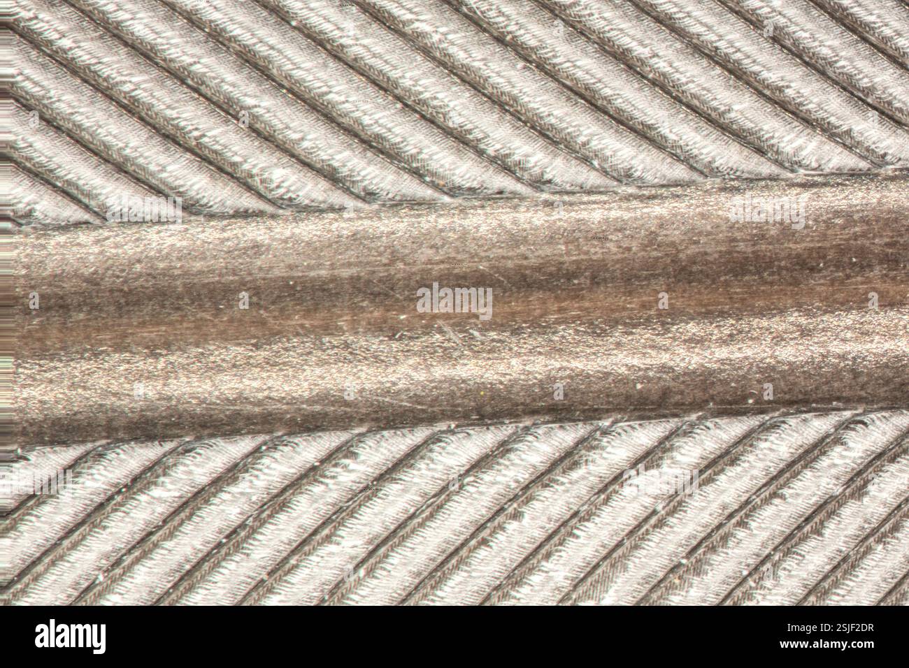 Feather of a goose under the microscope Stock Photo - Alamy