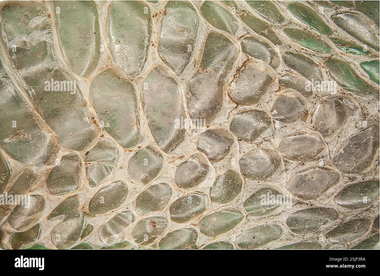 Stripped skin of a smooth snake Stock Photo - Alamy