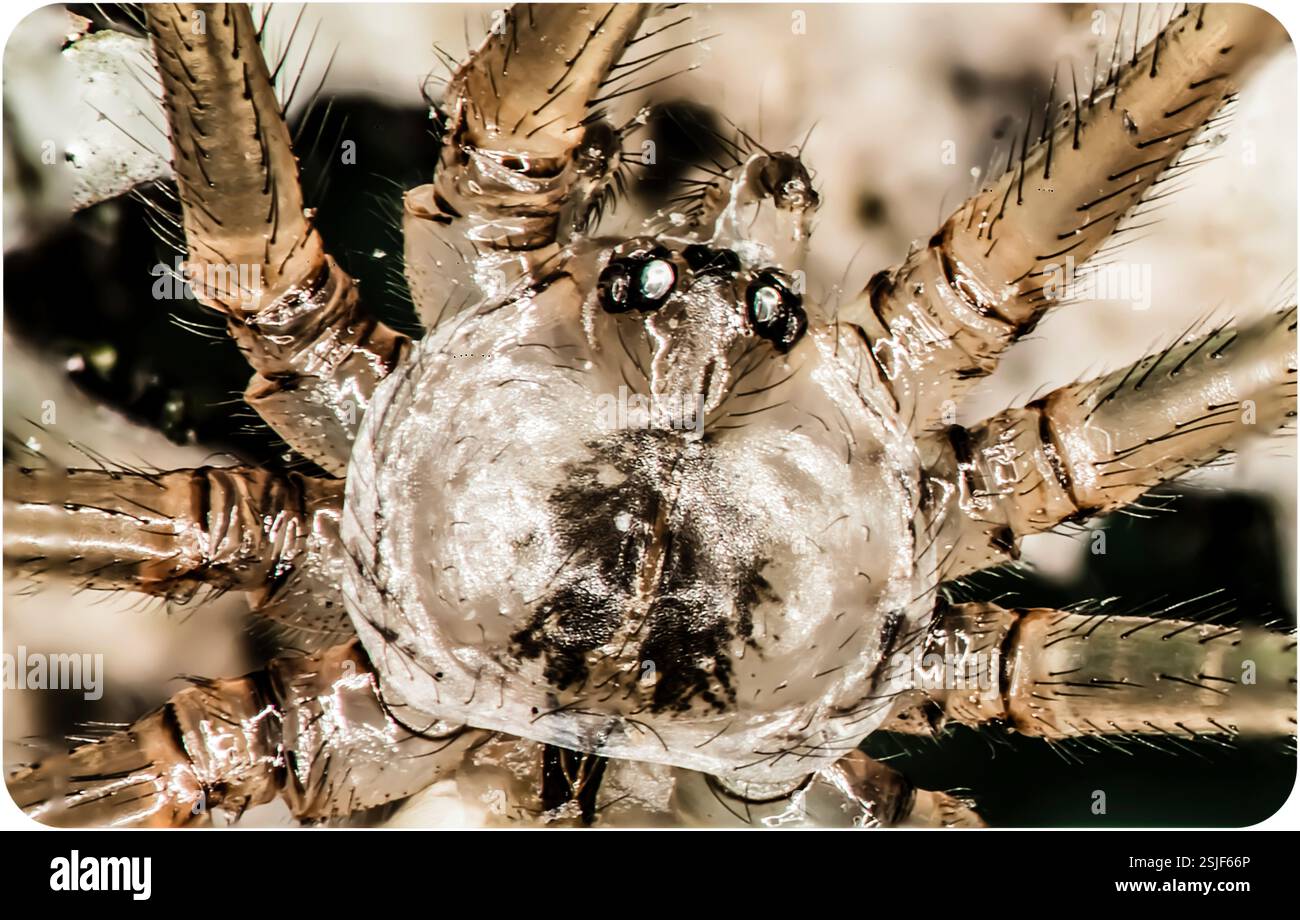 Trembler spider with thorax, ocelli and mouthparts Stock Photo - Alamy