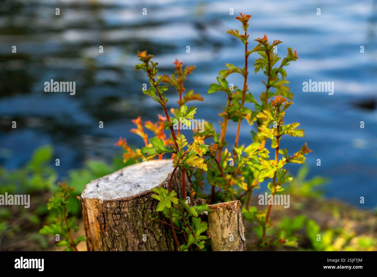 Reflections tree stump in hi-res stock photography and images - Alamy