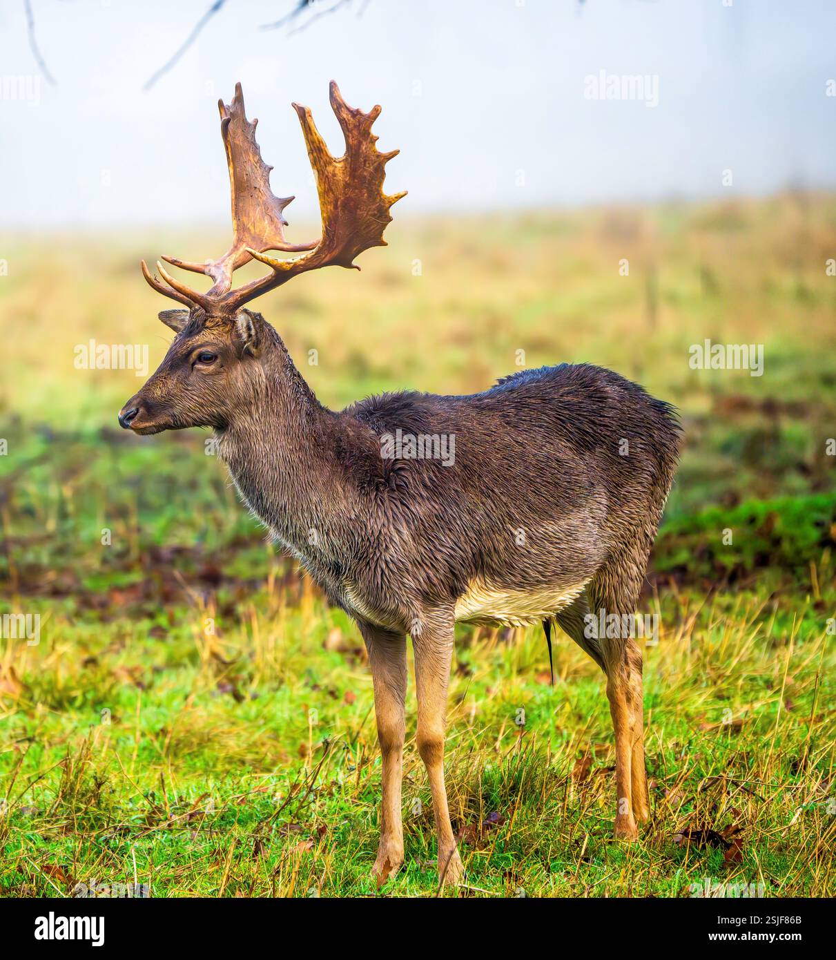 Dark-Hide Fallow Deer Without Spots in Misty Meadow Stock Photo - Alamy