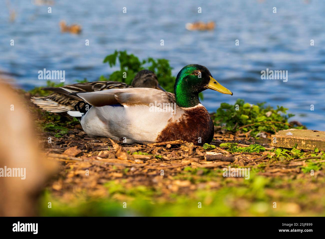 Tranquil lakeside scene mallard duck hi-res stock photography and ...