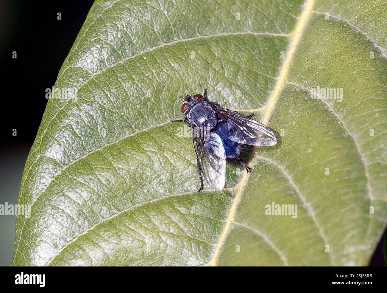 Mouche bleue de la viande hi-res stock photography and images - Alamy
