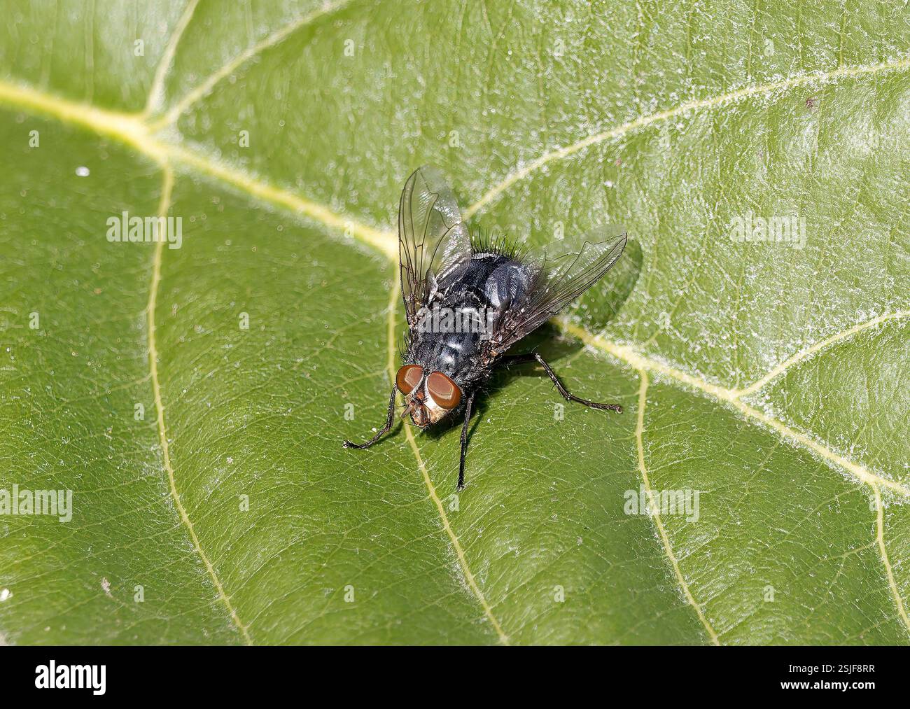 blue bottle fly, Fliege, Mouche bleue de la viande, Calliphora vicina ...