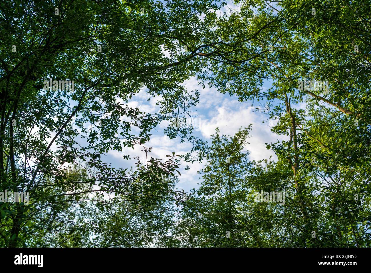 An Opening Through the Leaves - Sky View Framed by Dense Forest Canopy ...