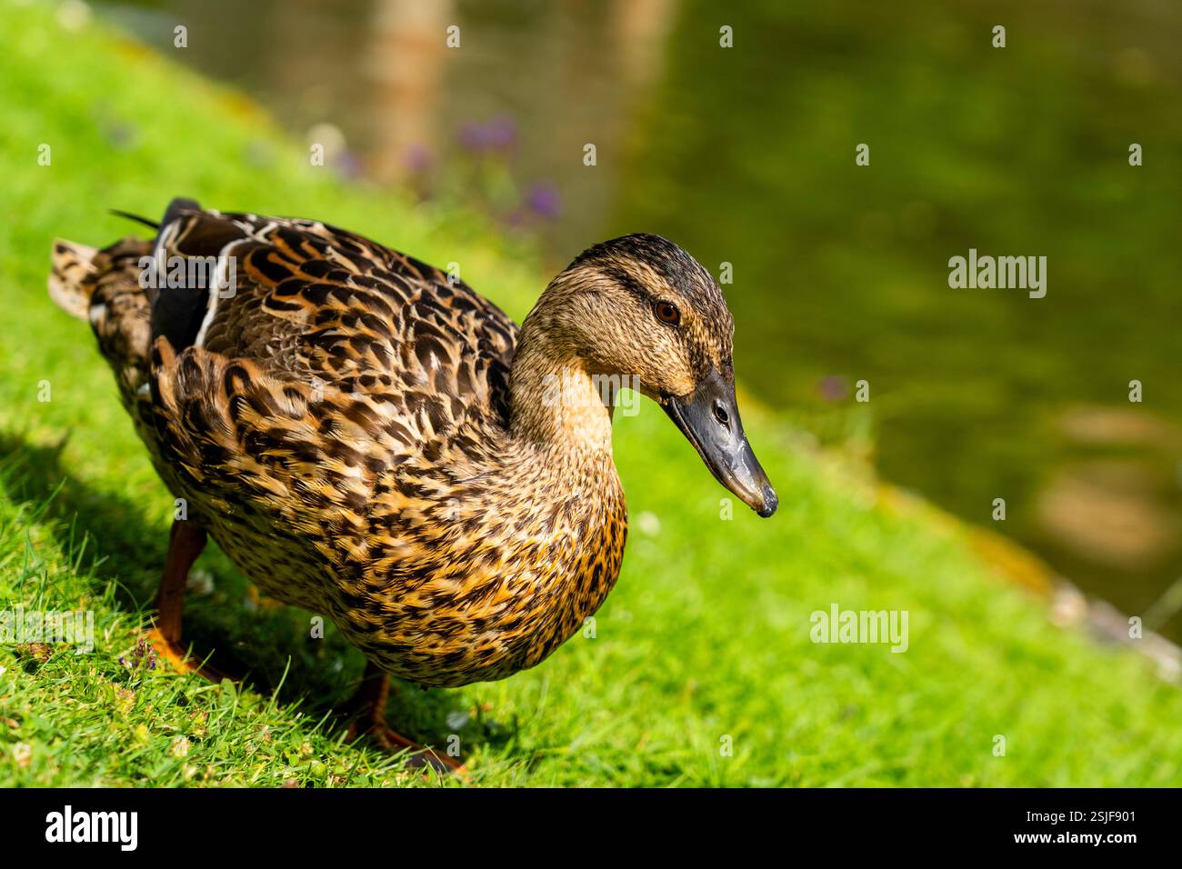 Graceful Female Mallard Duck Standing on Vibrant Green Grass with a ...