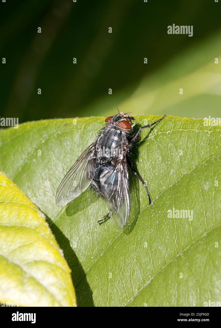 Mouche bleue de la viande hi-res stock photography and images - Alamy