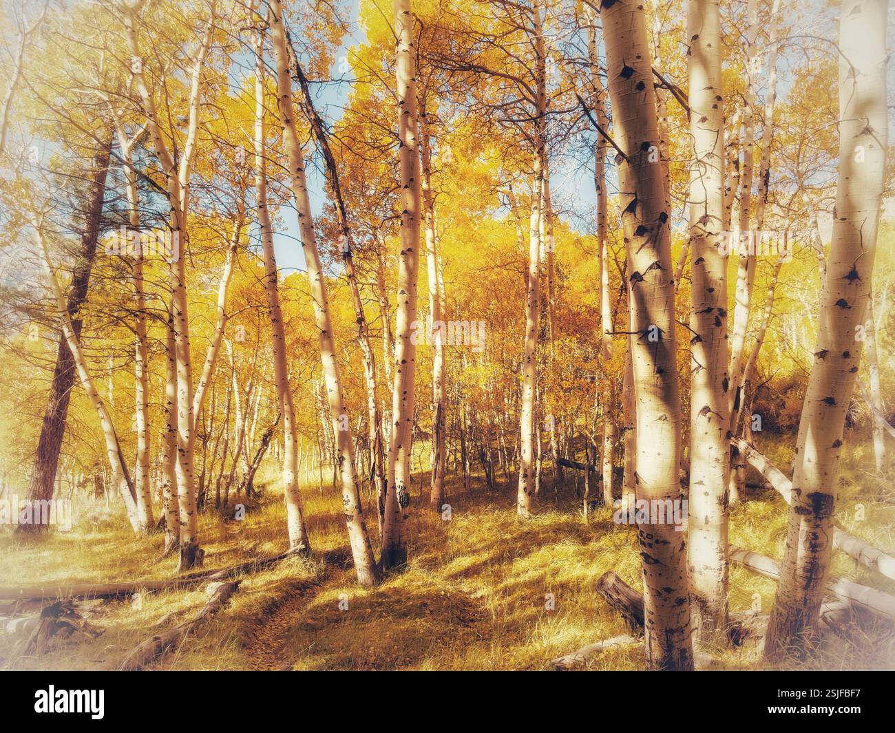 A photograph captures a dense grove of aspen trees in their autumnal ...