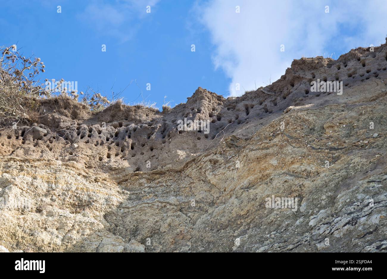 Brood burrows hi-res stock photography and images - Alamy