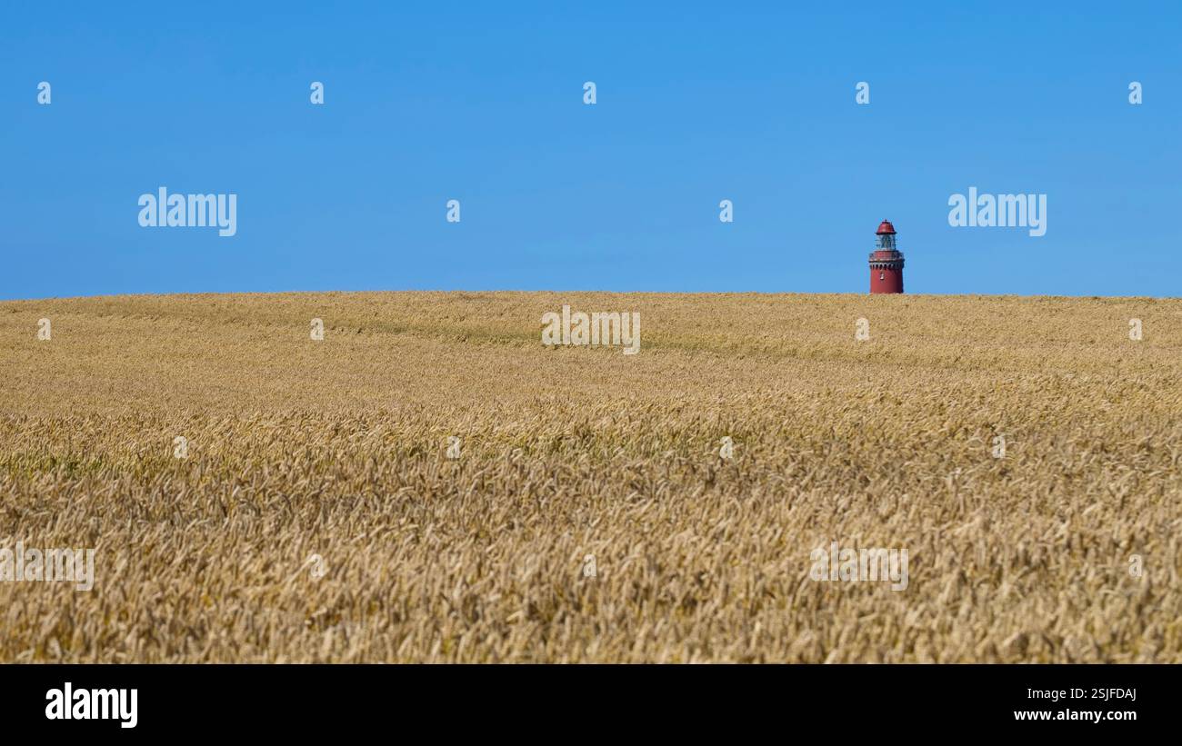 Grain field ripe cereals hi-res stock photography and images - Alamy