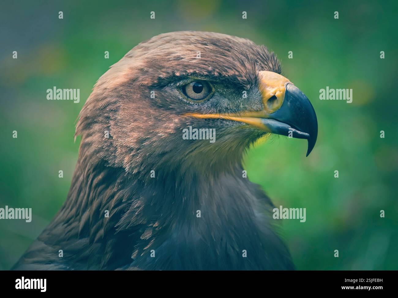Eagle shots hi-res stock photography and images - Alamy