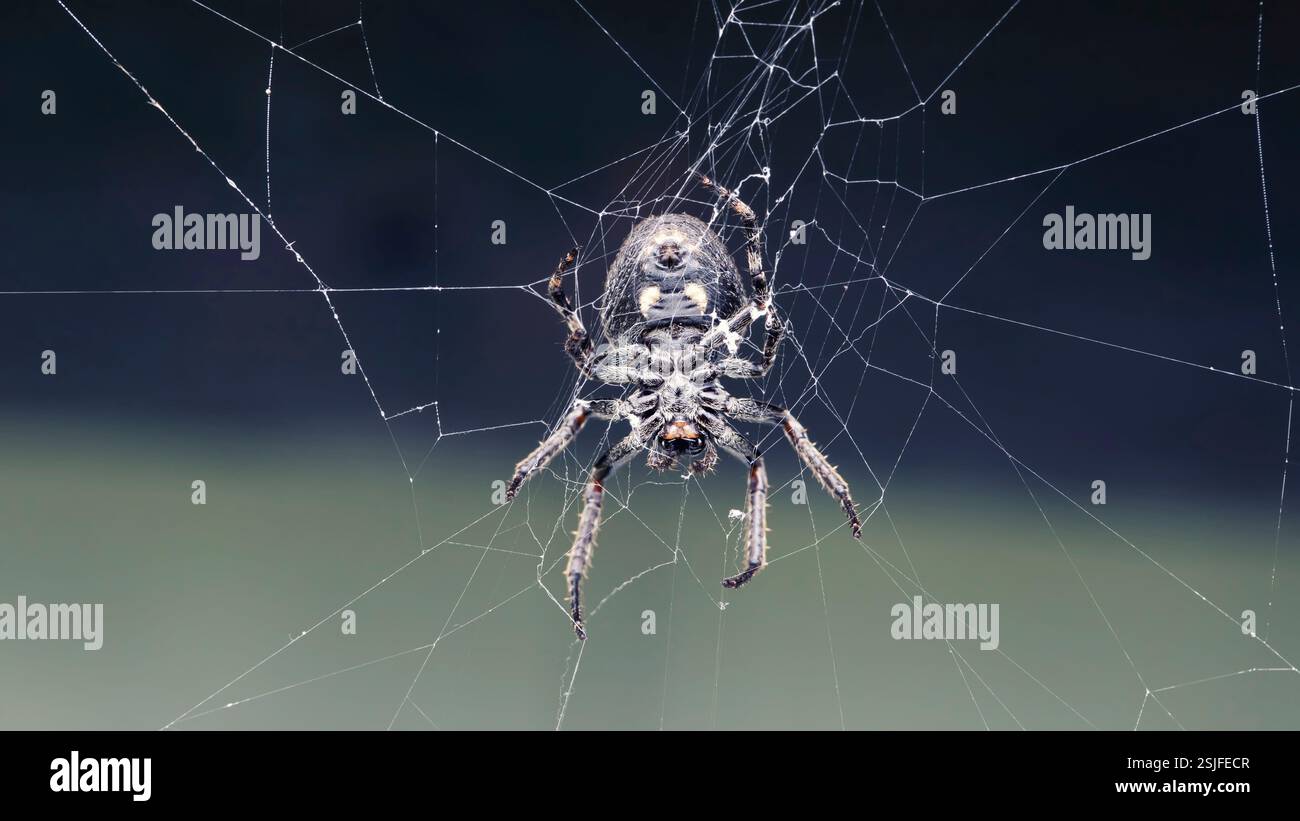 Spider waiting for prey in spider web Stock Photo - Alamy